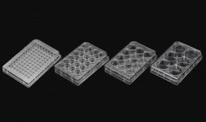 How Do I Seed Cells Onto a Cell Culture Plate - Scopelab
