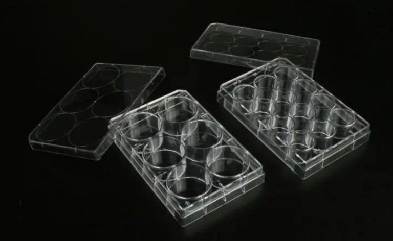 How Do I Seed Cells Onto a Cell Culture Plate - Scopelab