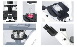 Guide of Using an Inverted Microscope for Cell Culture Imaging - Scopelab