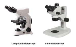 Compound vs Stereo Microscope: Which One You Need